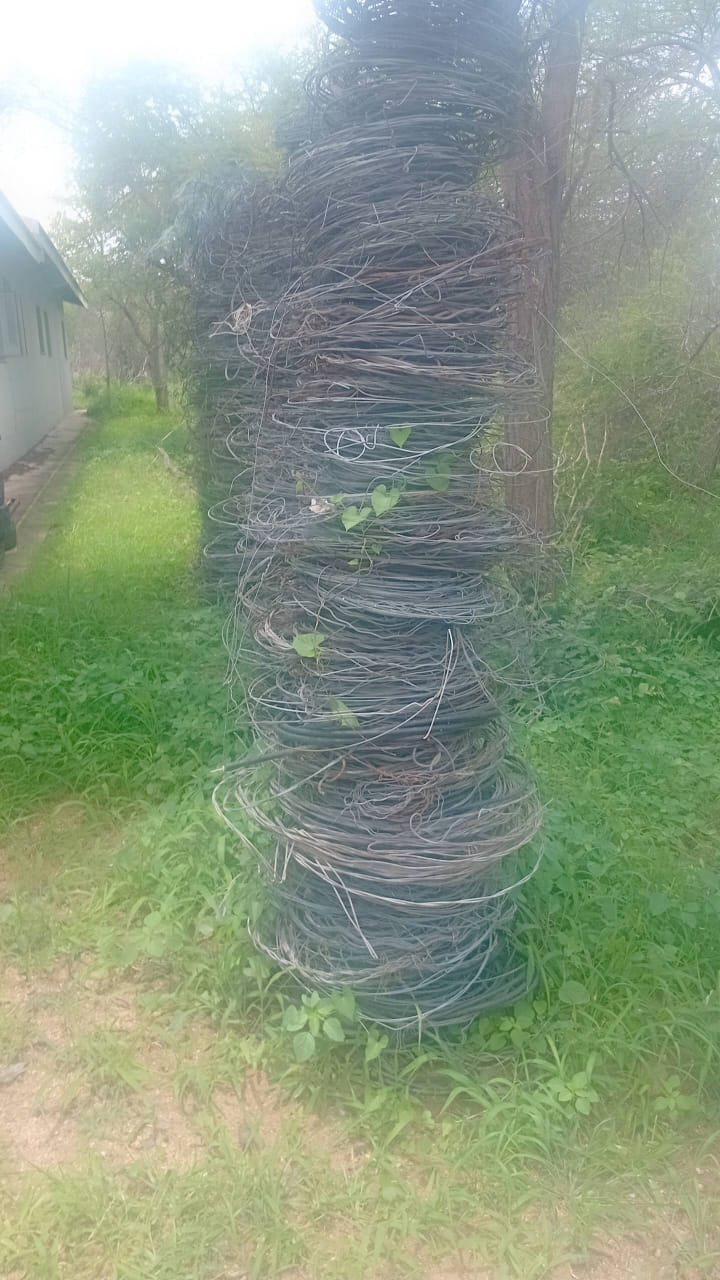 2025 worst year for vulture poisoning - Kruger Park